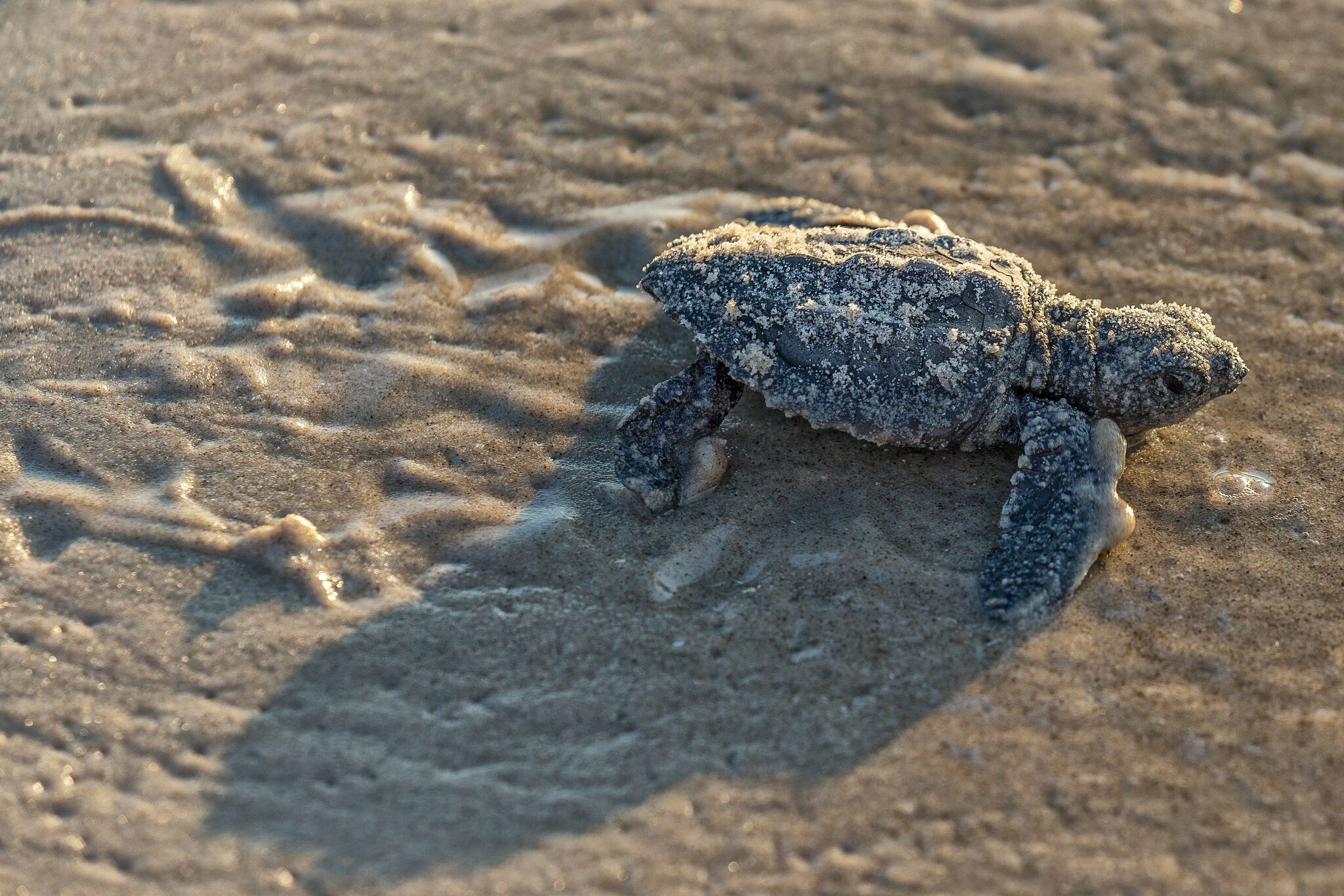 Potential Hurricane Beryl poses risk to Texas sea turtles