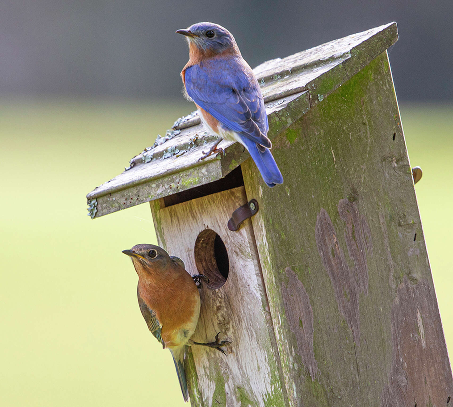The surprising mating habits of Eastern bluebirds