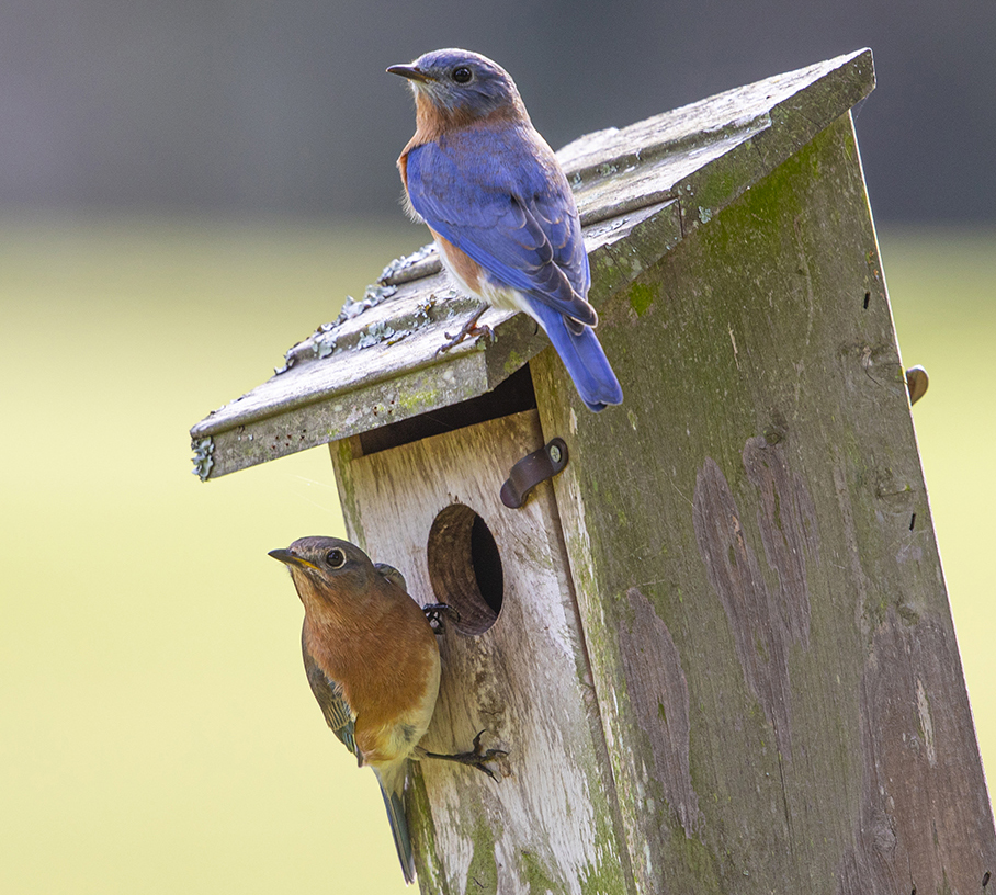 The surprising mating habits of Eastern bluebirds