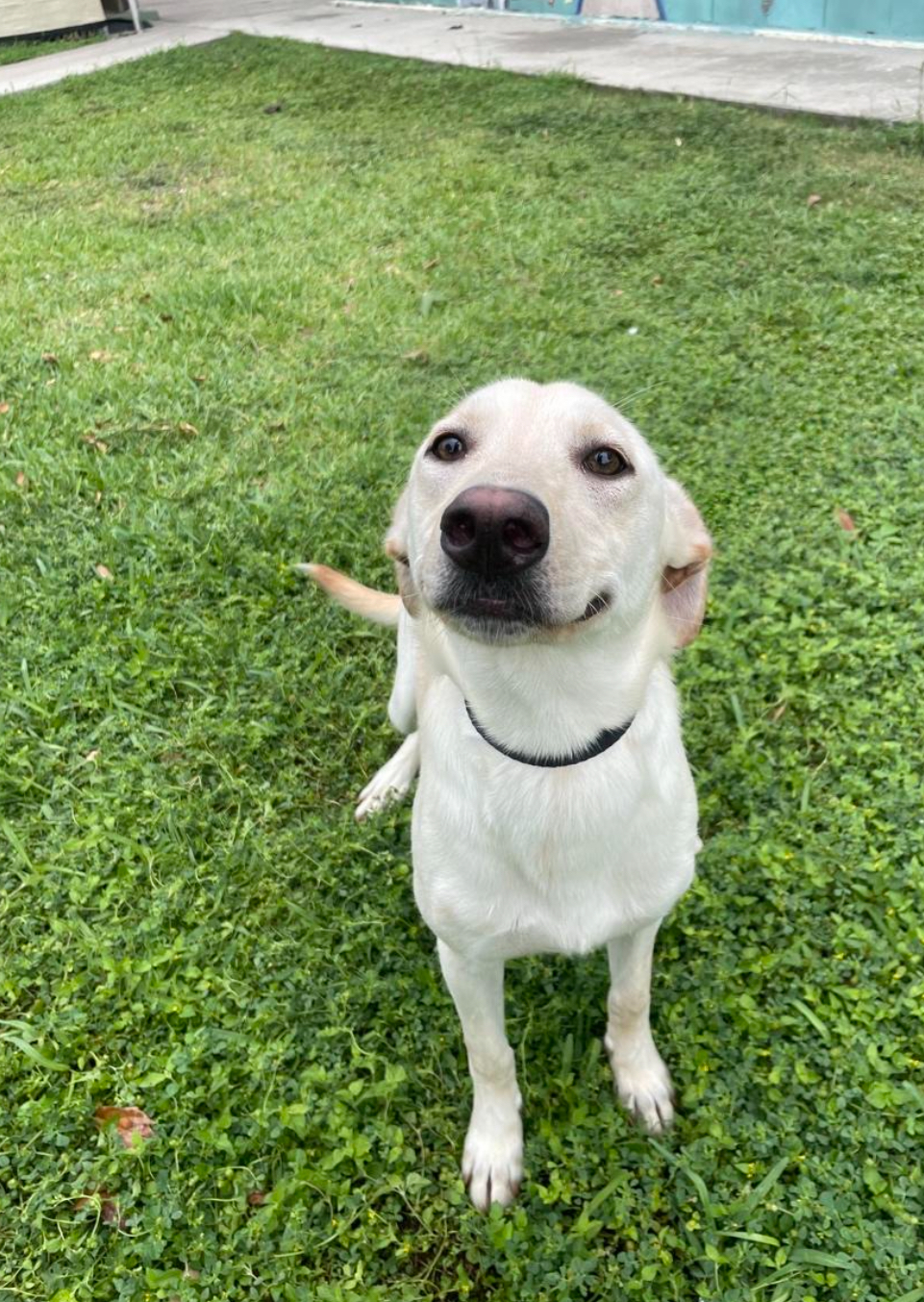 Curious and active Lab mix Peaches announced as LAPS Pet of the Week