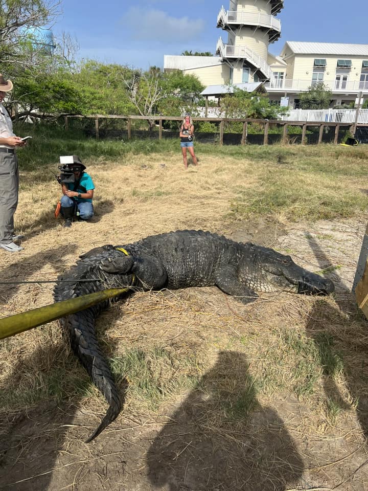 Texas gator sanctuary relocates reptiles ahead of hurricane