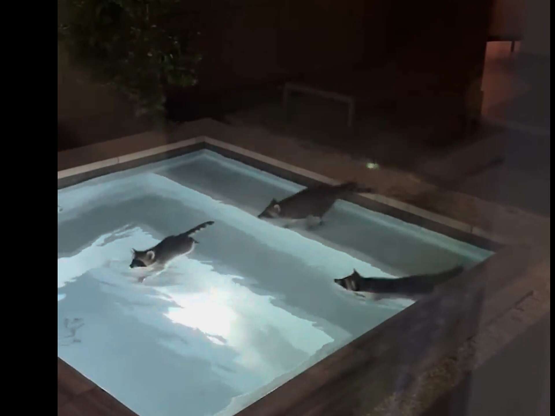 VIDEO: Raccoons throw pool party in Houston man's hot tub