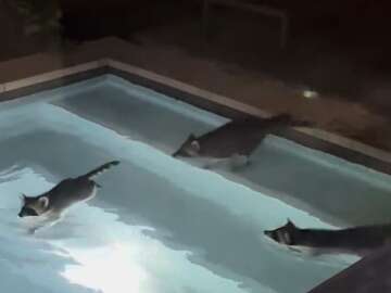 VIDEO: Raccoons throw pool party in Houston man's hot tub