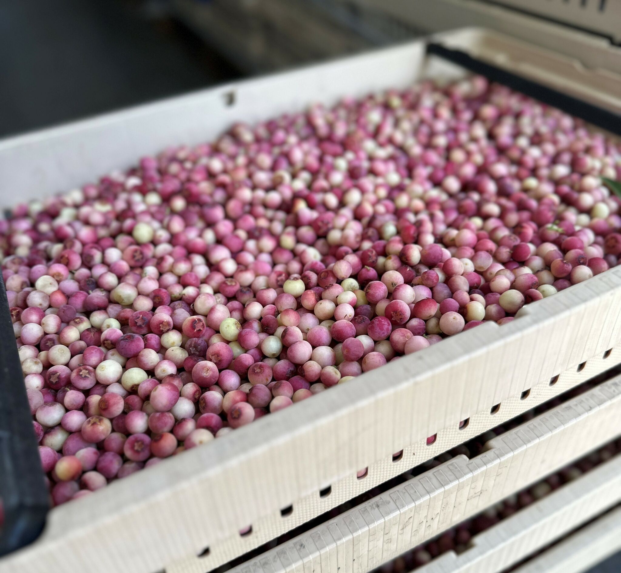Pink lemonade blueberries attract keen interest in the Bay Area