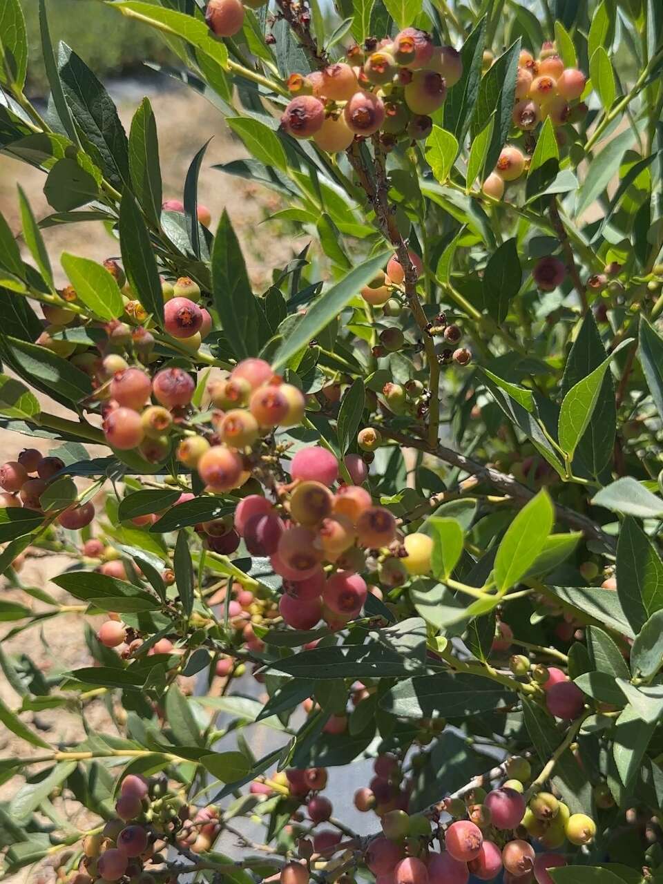 Pink lemonade blueberries attract keen interest in the Bay Area
