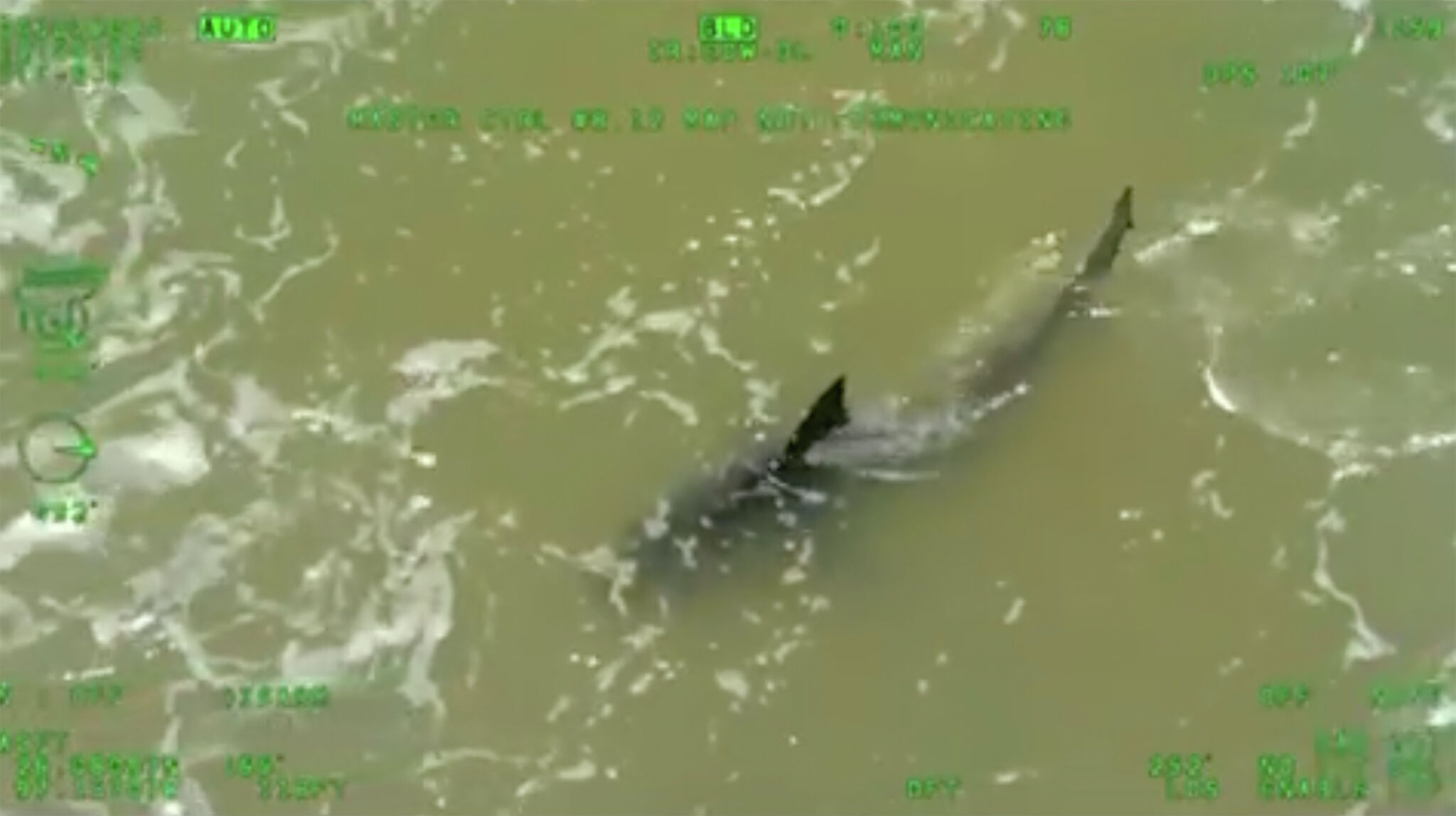 Beryl may have brought sharks near South Padre before attacks