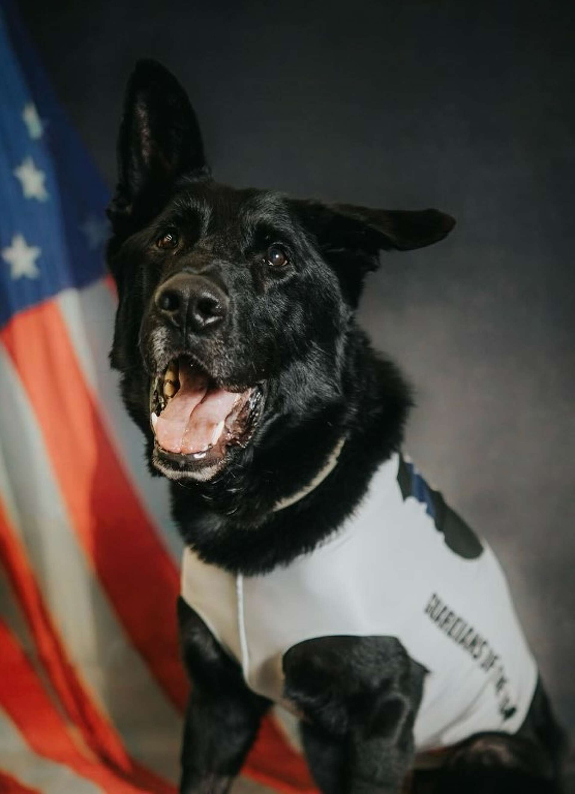 Police: 'Beloved' CT State Police dog dies from medical complications