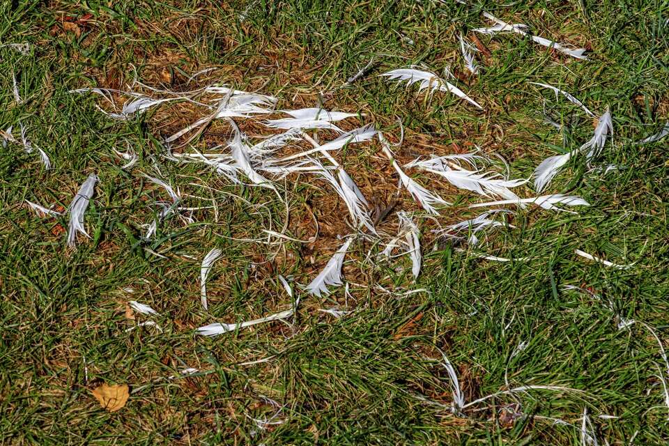 California heat wave causes more baby birds to fall from urban nests