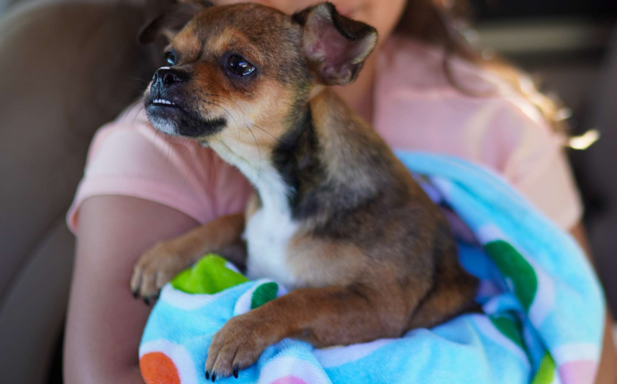 Pets Alive Laredo distributes pet food and beds to local owners