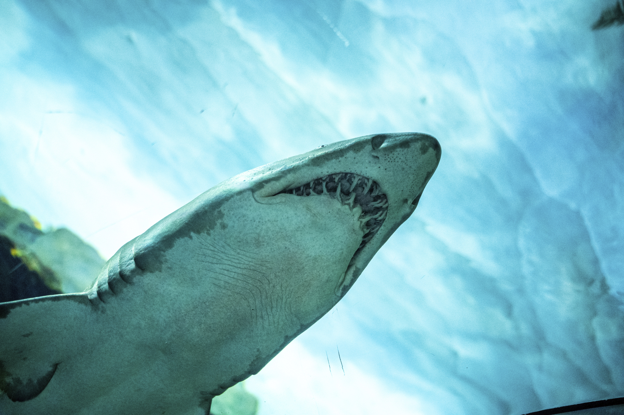 Celebrate Shark Week with SeaWorld's 'Ultimate Shark Experience'