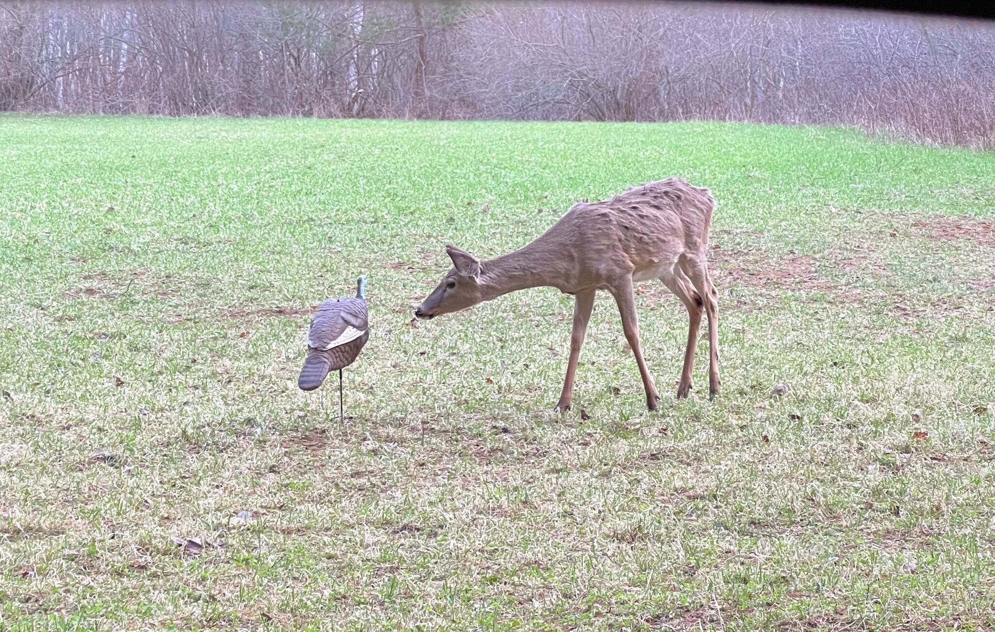 Steve Griffin: Need has become urgent to curb deer overpopulation