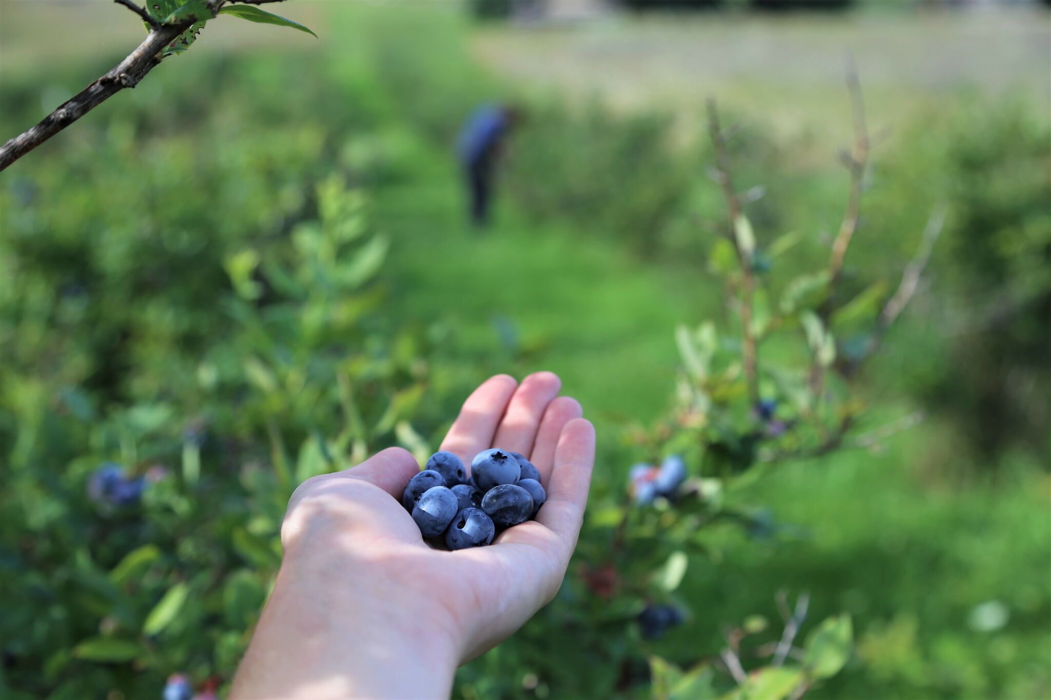 Improve farm safety with lean farming practices