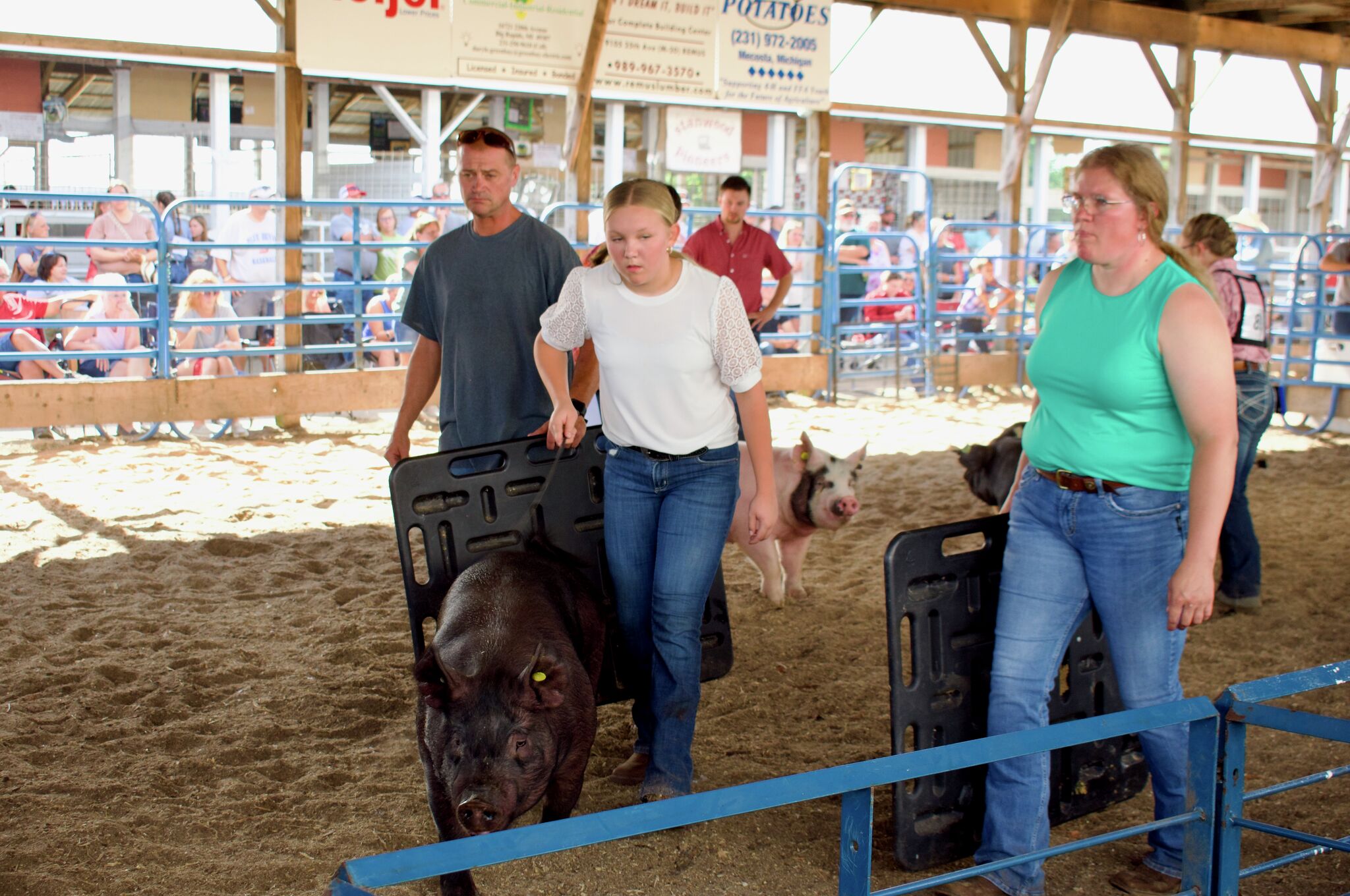 Area 4-H students show pigs at Mecosta County Free Fair