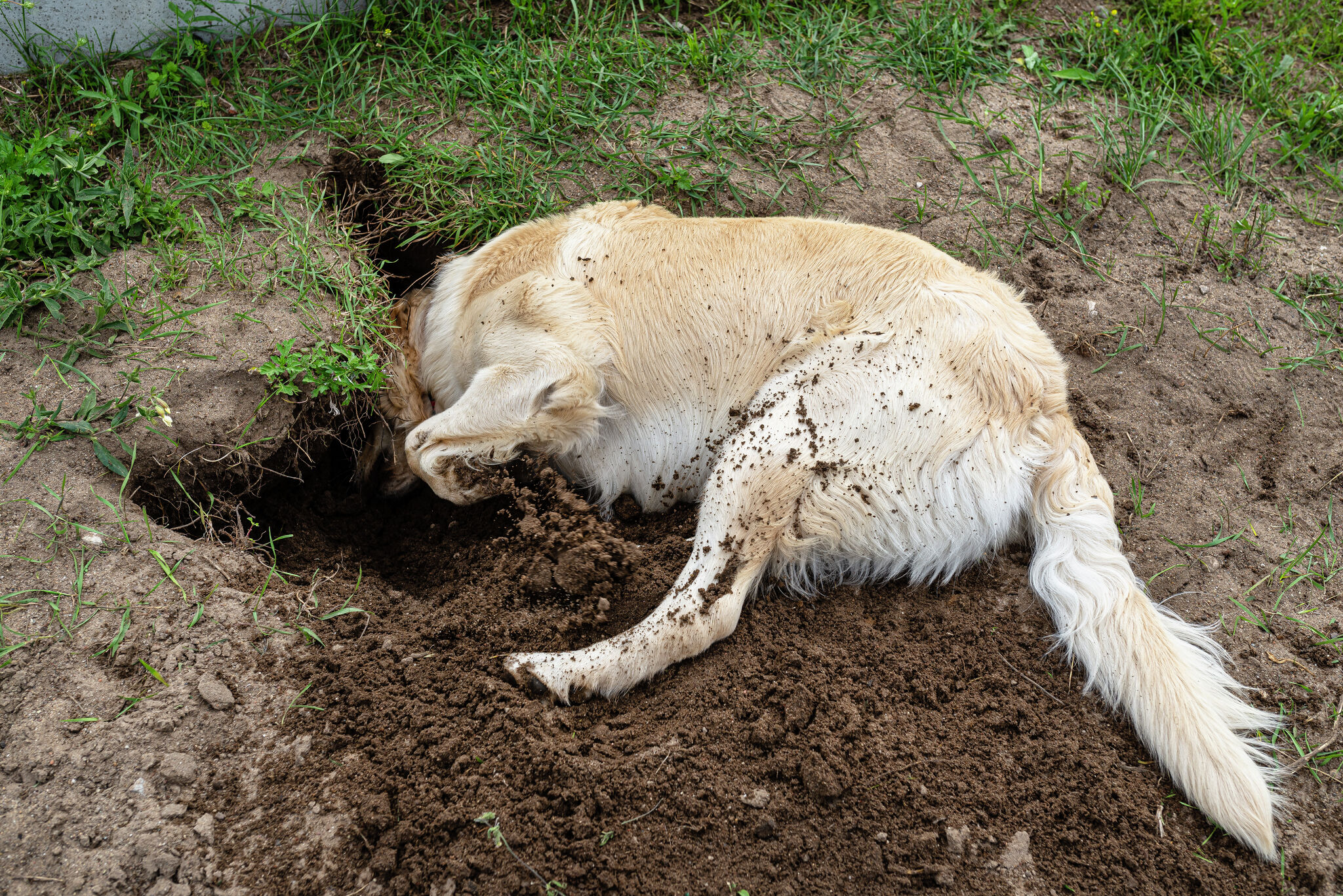 How to resolve dogs digging in the garden