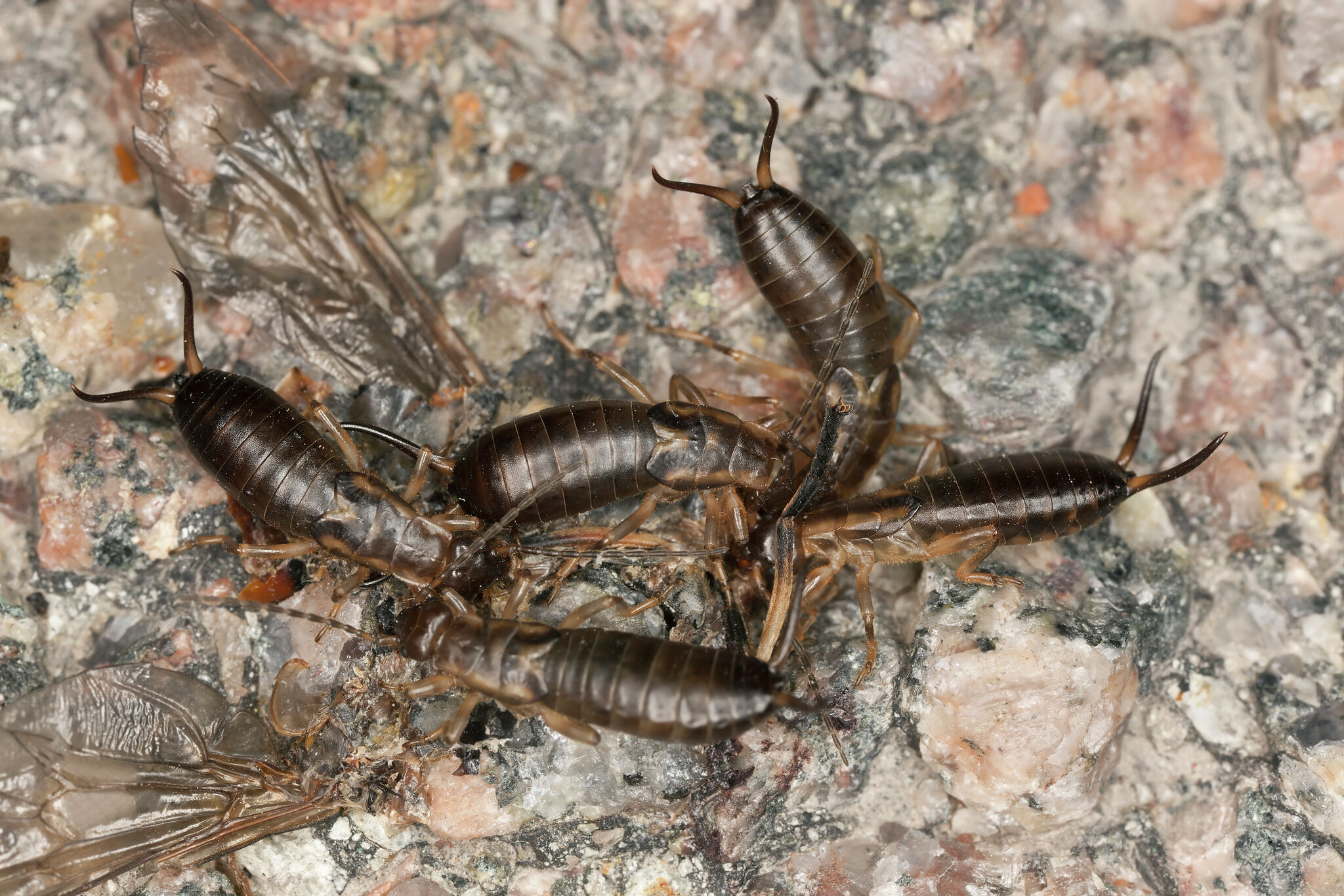 Earwig infestations in the Midwest: Top tips for effective control