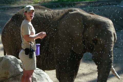 'Heartbreaking': Oakland Zoo to soon part ways with its only elephant