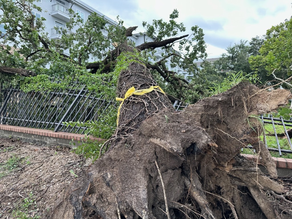 Historic Houston oak tree taken down by Hurricane Beryl