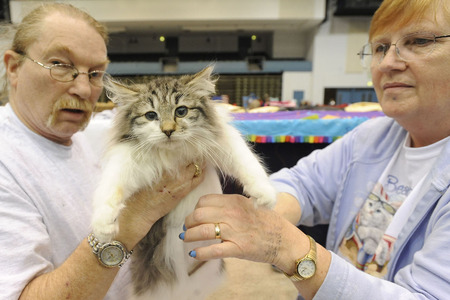 Cats clawing for top title at feline competition