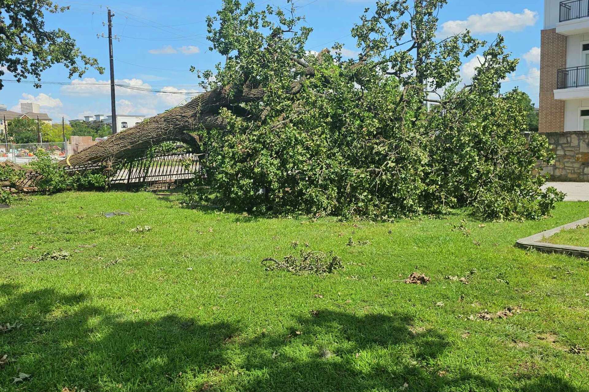 Historic Houston oak tree taken down by Hurricane Beryl
