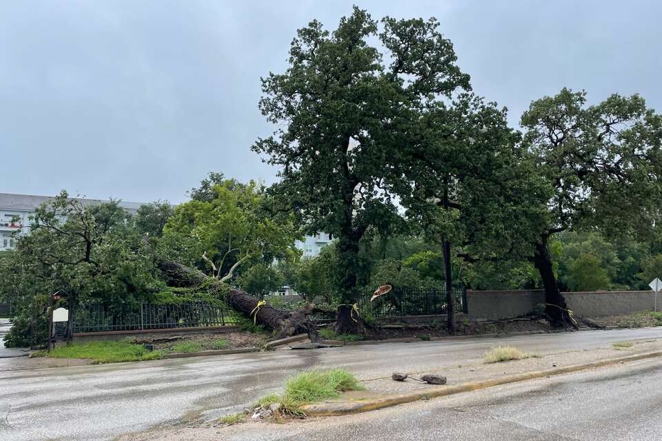 Historic Houston oak tree taken down by Hurricane Beryl
