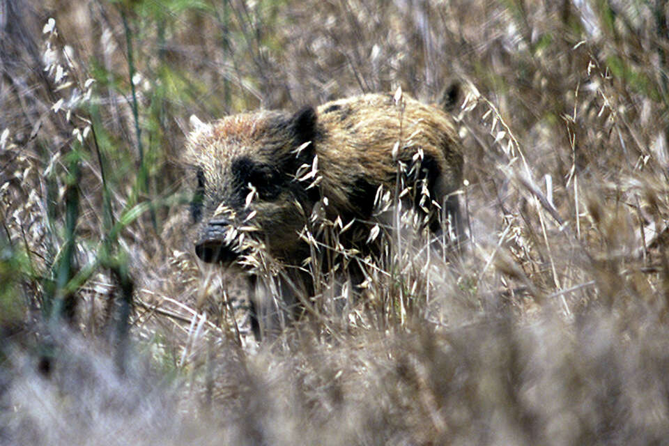 5,000 feral pigs were killed to save a California national park