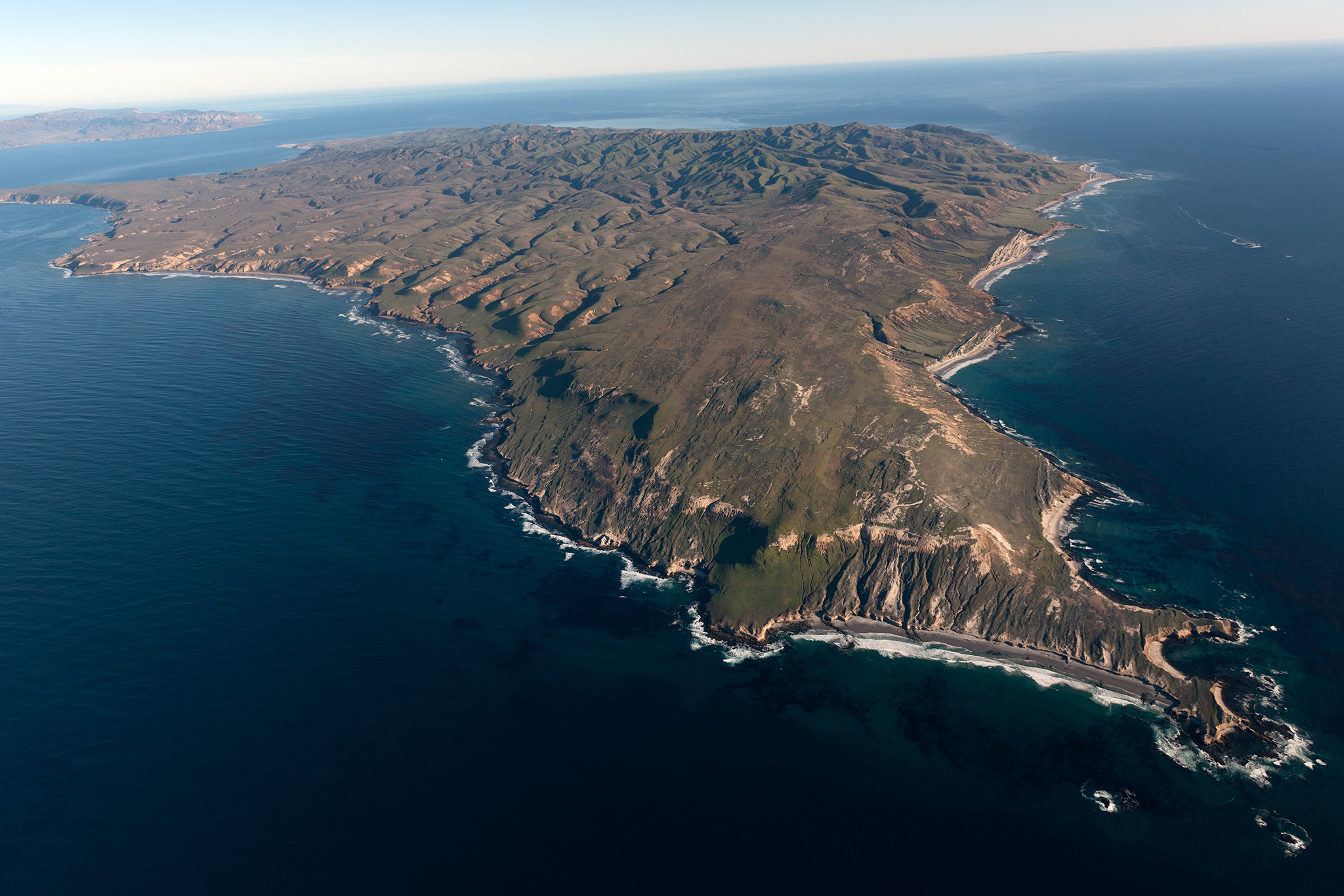 5,000 feral pigs were killed to save a California national park