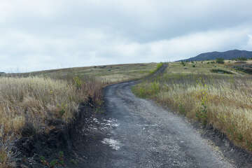 5,000 feral pigs were killed to save a California national park
