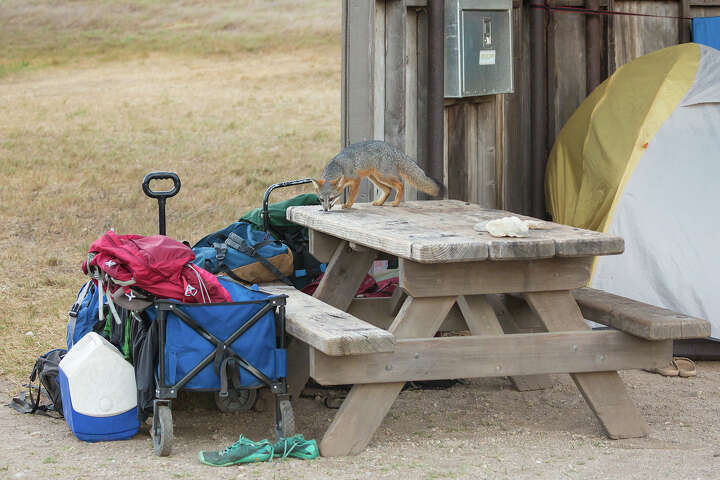 5,000 feral pigs were killed to save a California national park