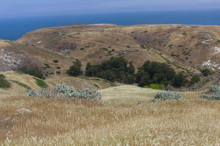 5,000 feral pigs were killed to save a California national park