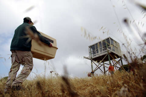 5,000 feral pigs were killed to save a California national park