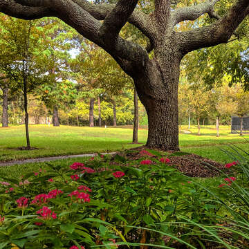 Burying live oak trees' roots can cause damage