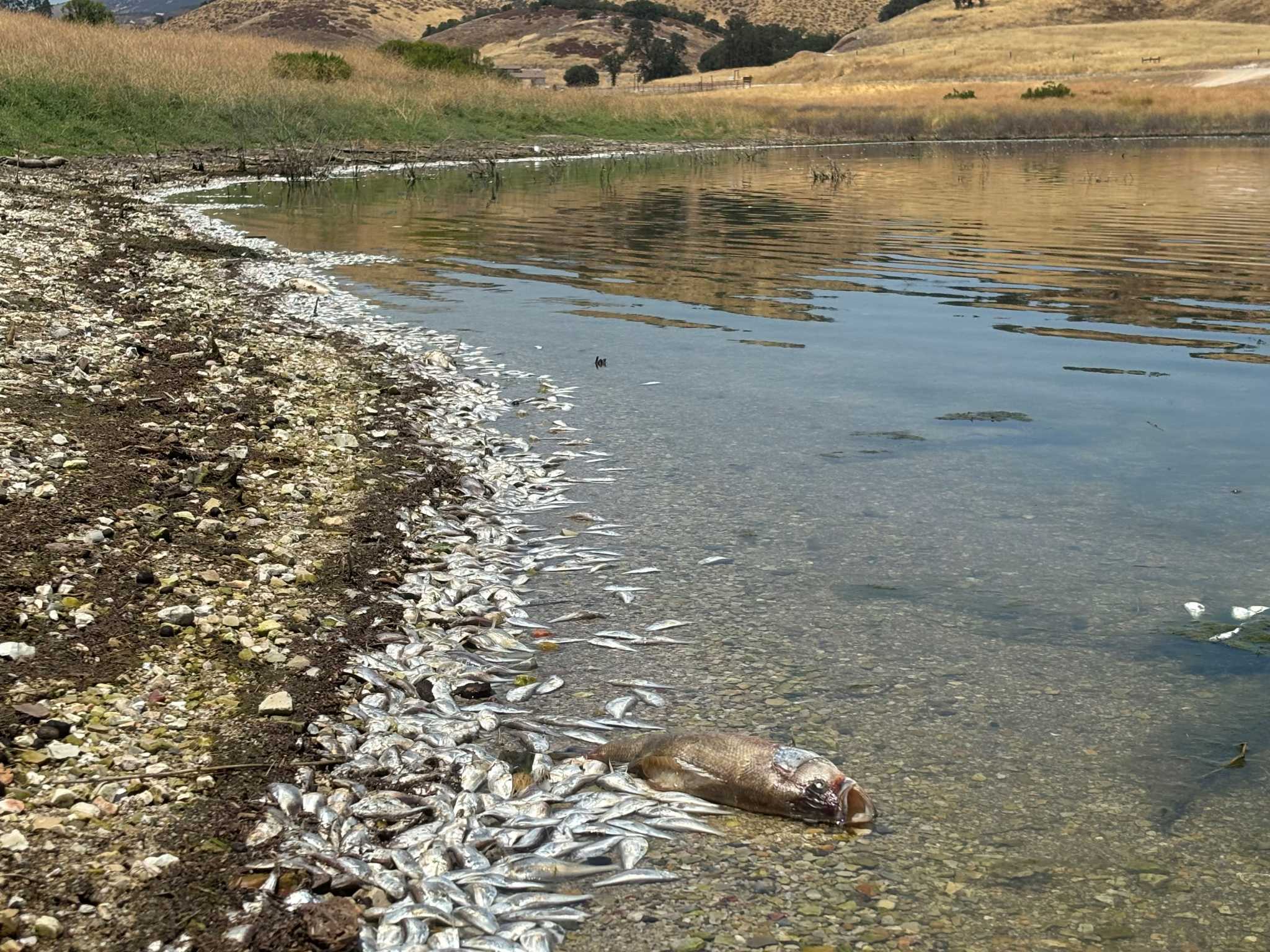 California lake closed amid die-off of hundreds of thousands of fish