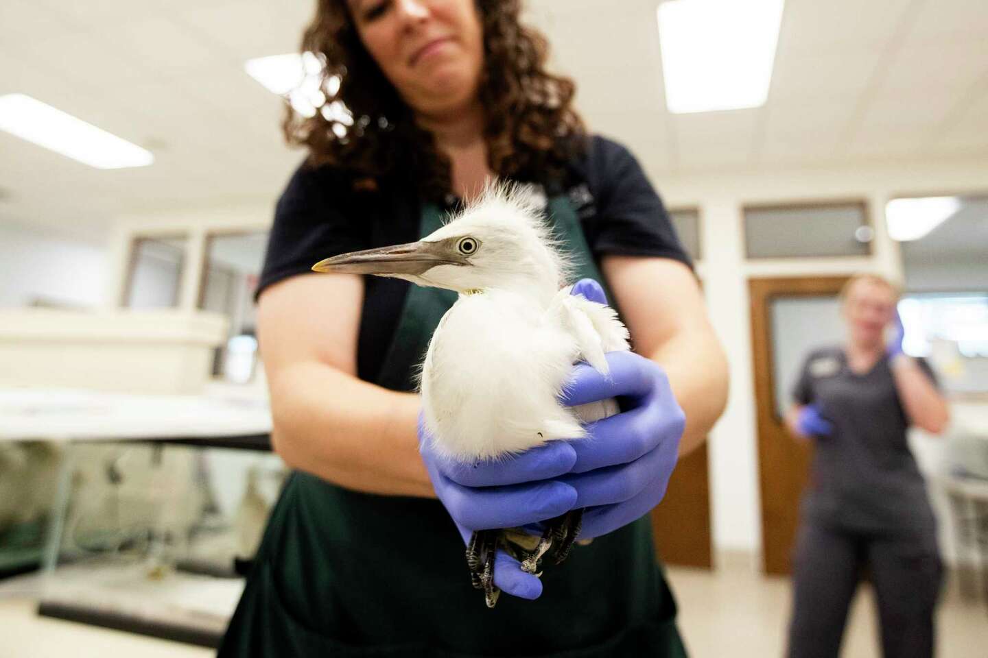 Houston SPCA rescues more than 1,000 animals after Hurricane Beryl