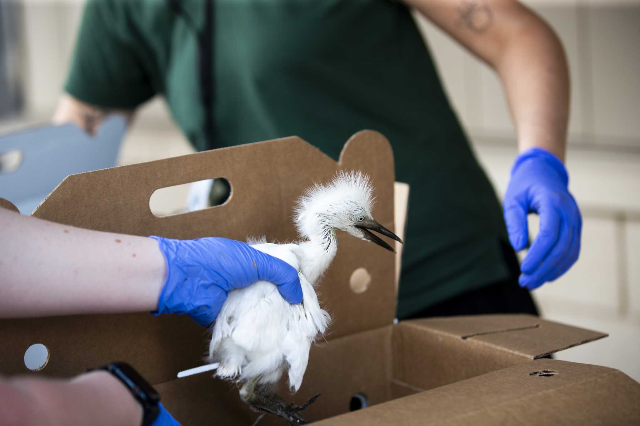 Houston SPCA rescues more than 1,000 animals after Hurricane Beryl