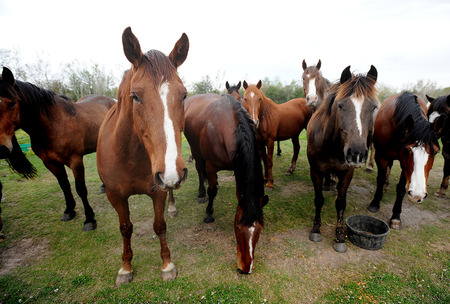 Big, bad beasts of Winnie-based rodeo company star in YMBL show