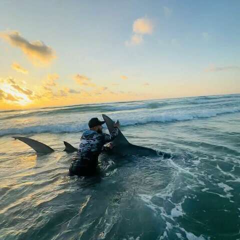 Hammerhead shark caught in Port Aransas