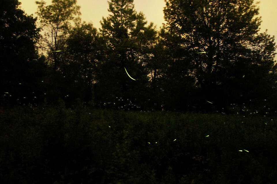 At 'untouched meadow' in CT, thousands of protected fireflies thrive