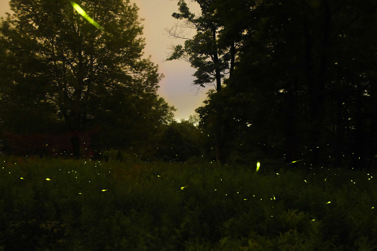 At 'untouched meadow' in CT, thousands of protected fireflies thrive