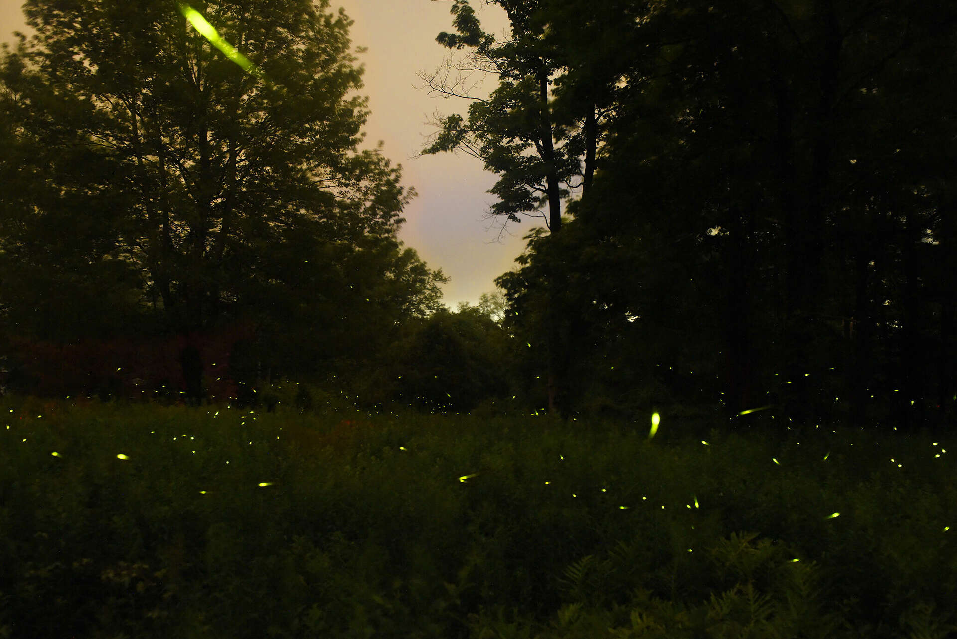 At 'untouched meadow' in CT, thousands of protected fireflies thrive
