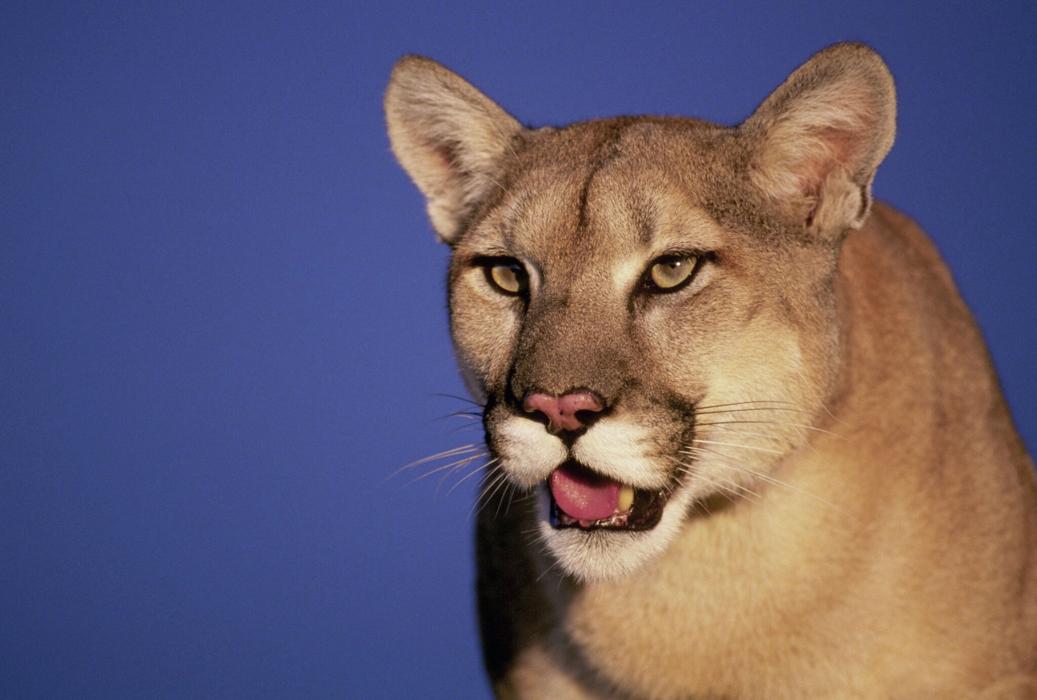 Mountain lion struck and killed by vehicle in Texas