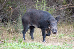 5,000 feral pigs were killed to save a California national park