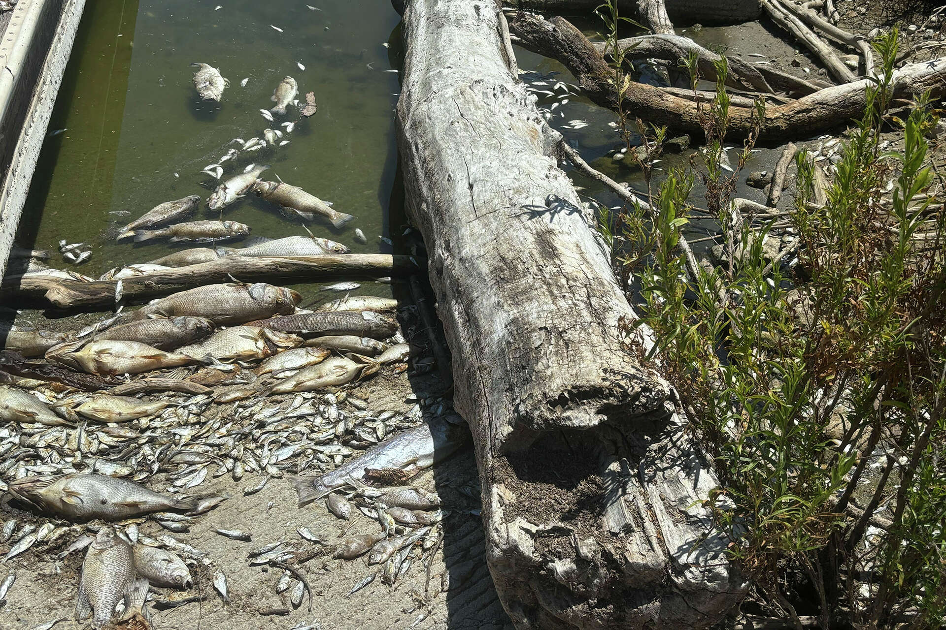 Popular Calif. lake closed indefinitely due to historic fish die-off