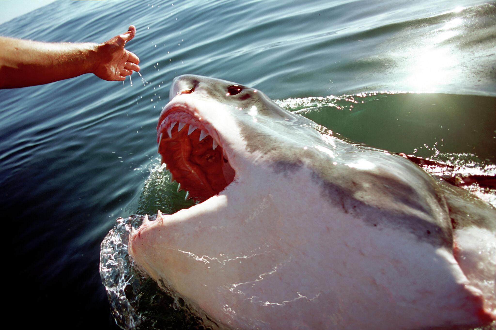 Great White Tip Shark