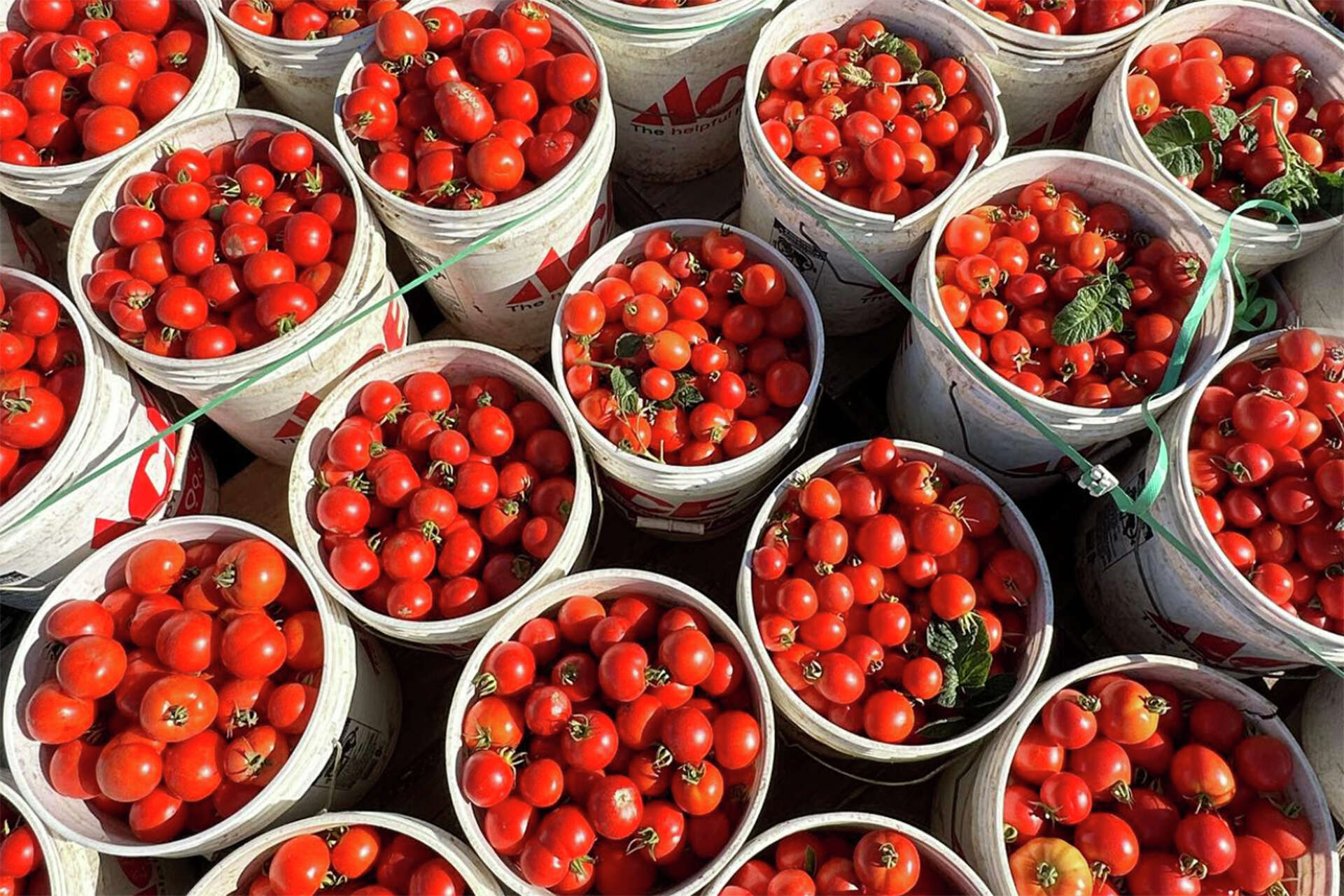 'Really terrifying': SF restaurants' favorite tomato farm in trouble