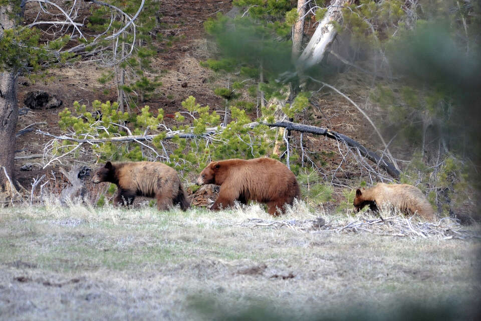 'Really active period': Bear sightings are on the rise in the Bay Area