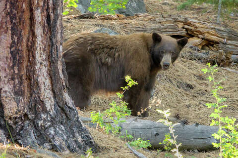 430-pound bear hit by truck in Sonoma County, officials said