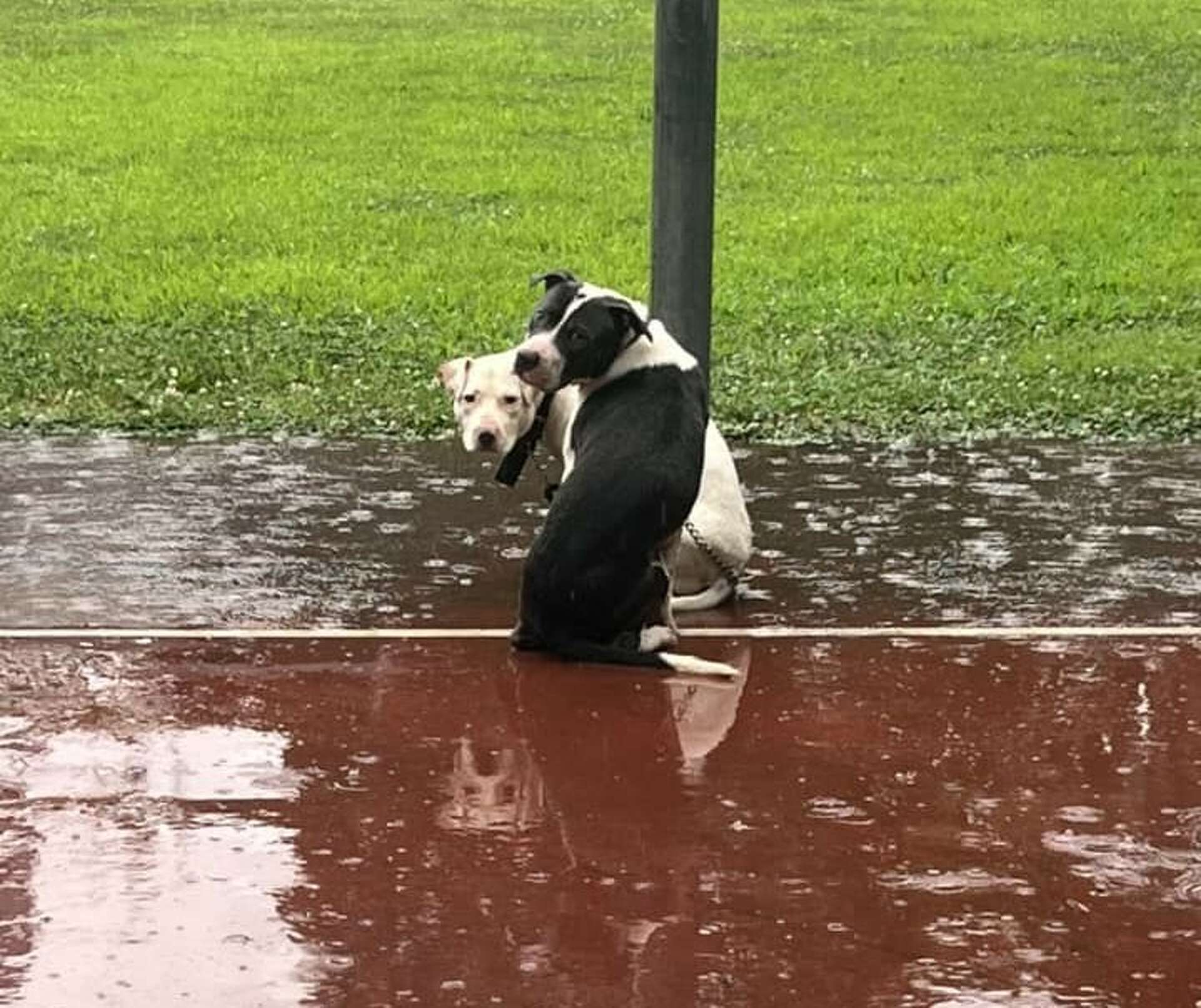 Two dogs abandoned in Manchester found tied to hoop, officials say