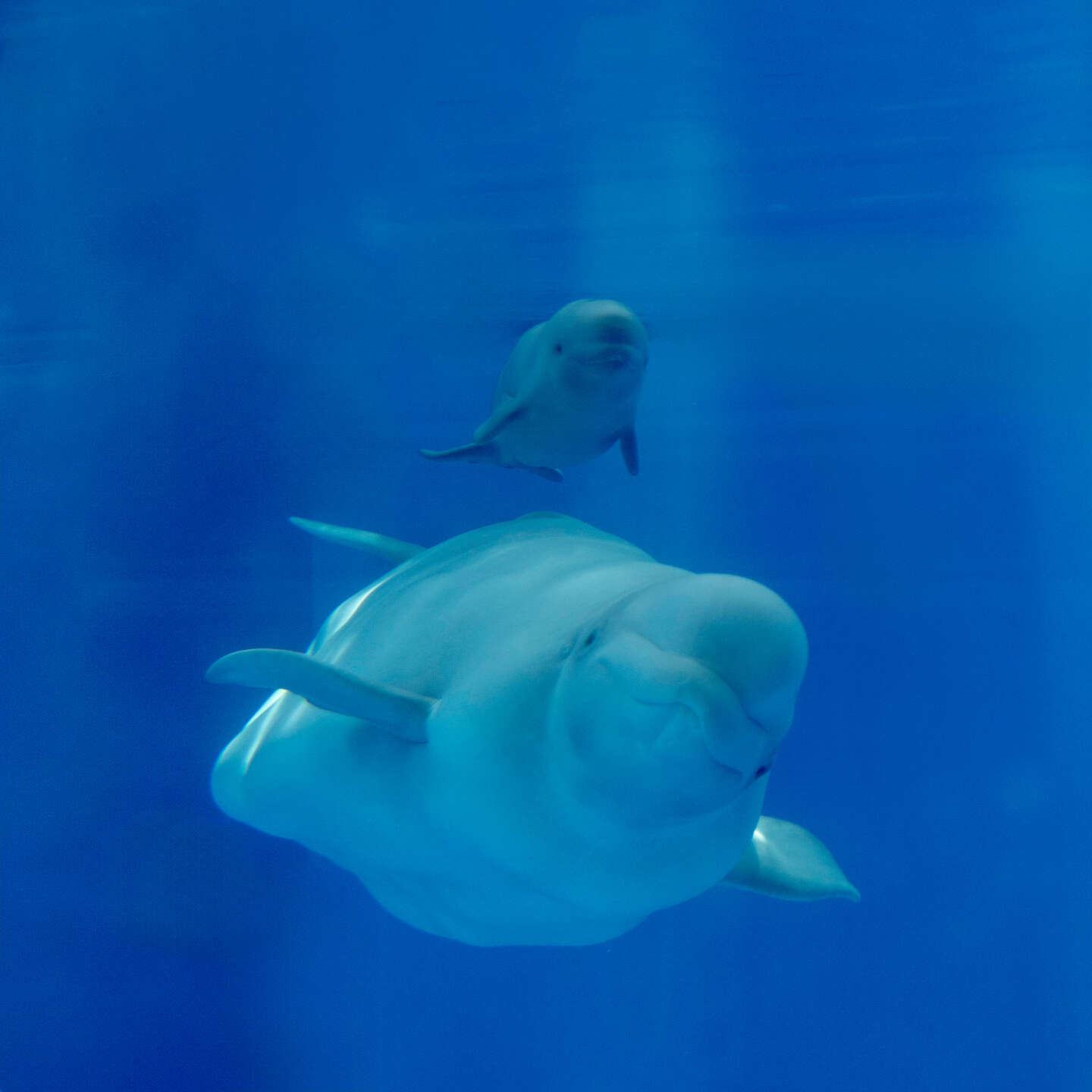 SeaWorld San Antonio beluga whale Martha dies