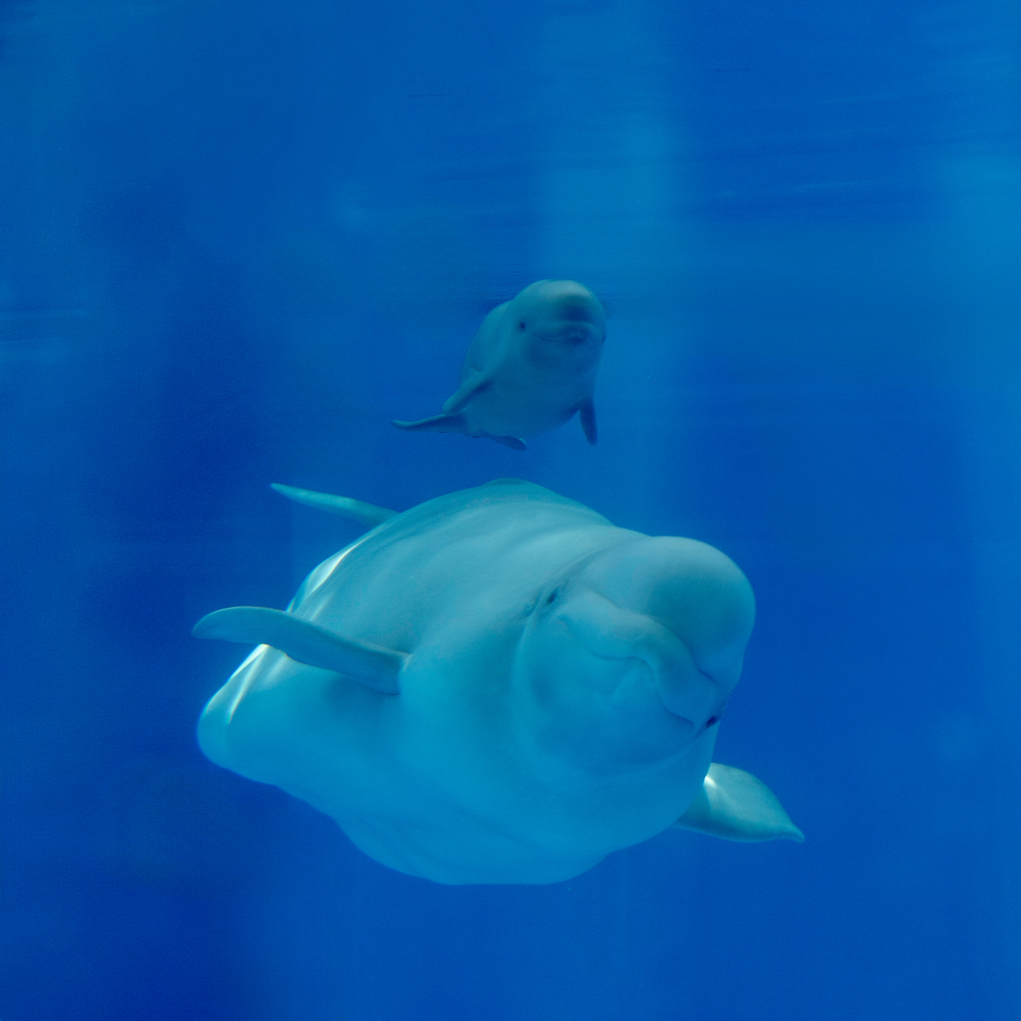 SeaWorld San Antonio celebrates birth of dolphin, beluga whale