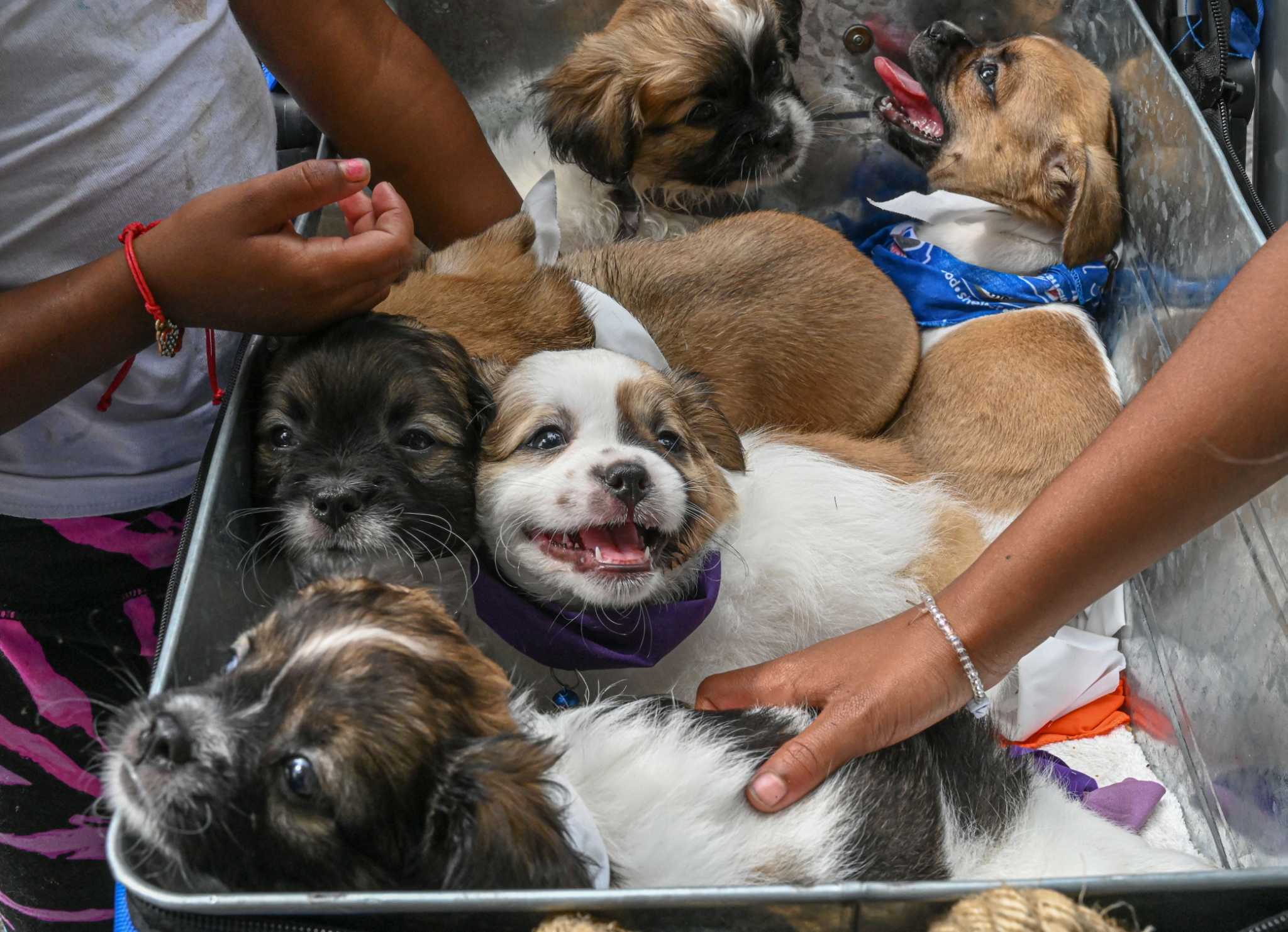 Group sues to block law banning pet sales in N.Y. stores